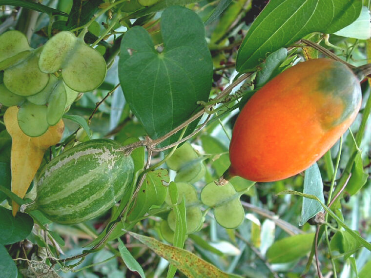 マクワウリの種まき〜収穫までの育て方！栽培時期や剪定・摘芯の方法など｜育て方Labo(育て方ラボ)