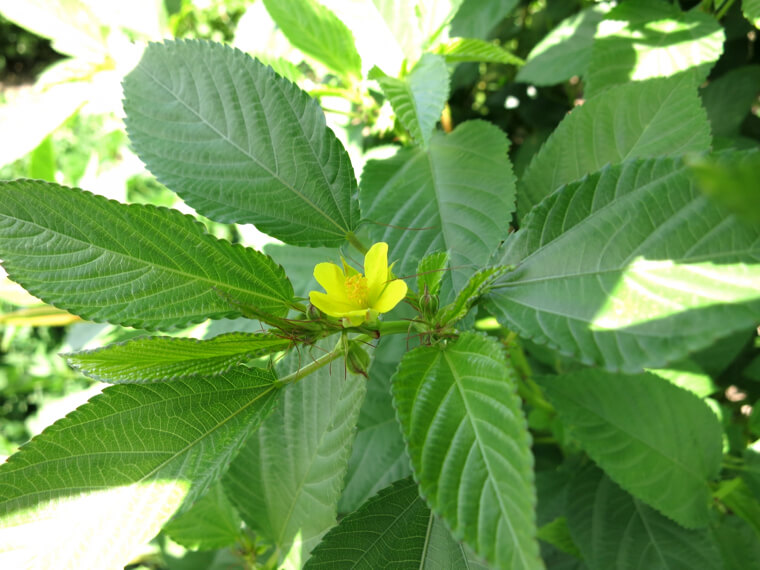 モロヘイヤの種まき〜収穫までの育て方！栽培時期や肥料のやり方について｜育て方Labo(育て方ラボ)