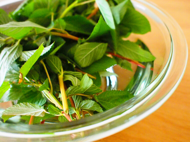 モロヘイヤの種まき〜収穫までの育て方！栽培時期や肥料のやり方について｜育て方Labo(育て方ラボ)