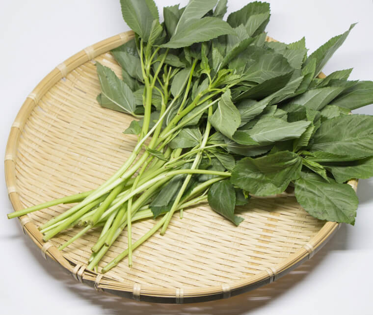 モロヘイヤの種まき〜収穫までの育て方！栽培時期や肥料のやり方について｜育て方Labo(育て方ラボ)